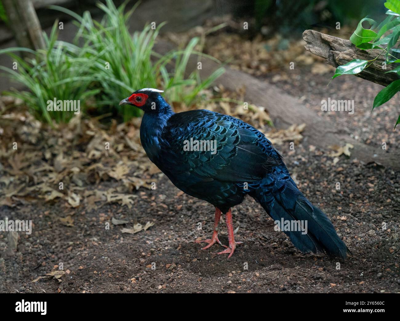Edwards‘s pheasant (Lophura edwardsi Stock Photo - Alamy