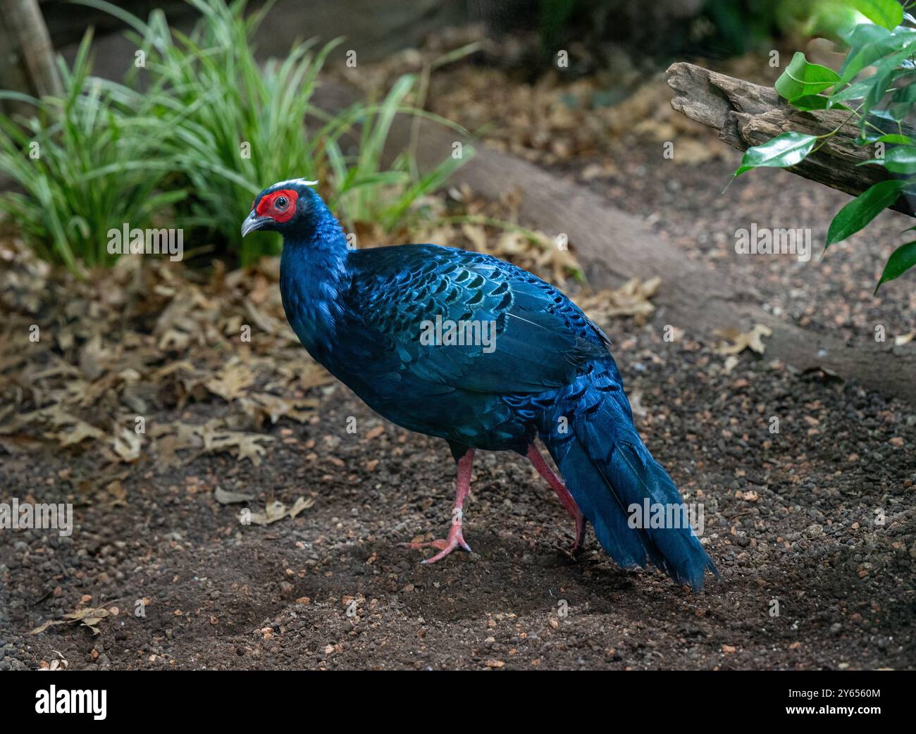 Edwards‘s pheasant (Lophura edwardsi Stock Photo - Alamy