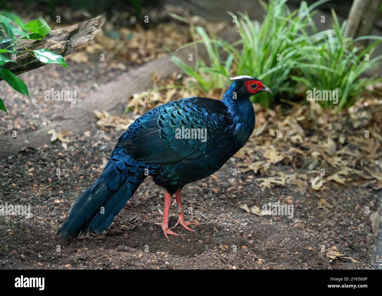 Edwards‘s pheasant (Lophura edwardsi Stock Photo - Alamy