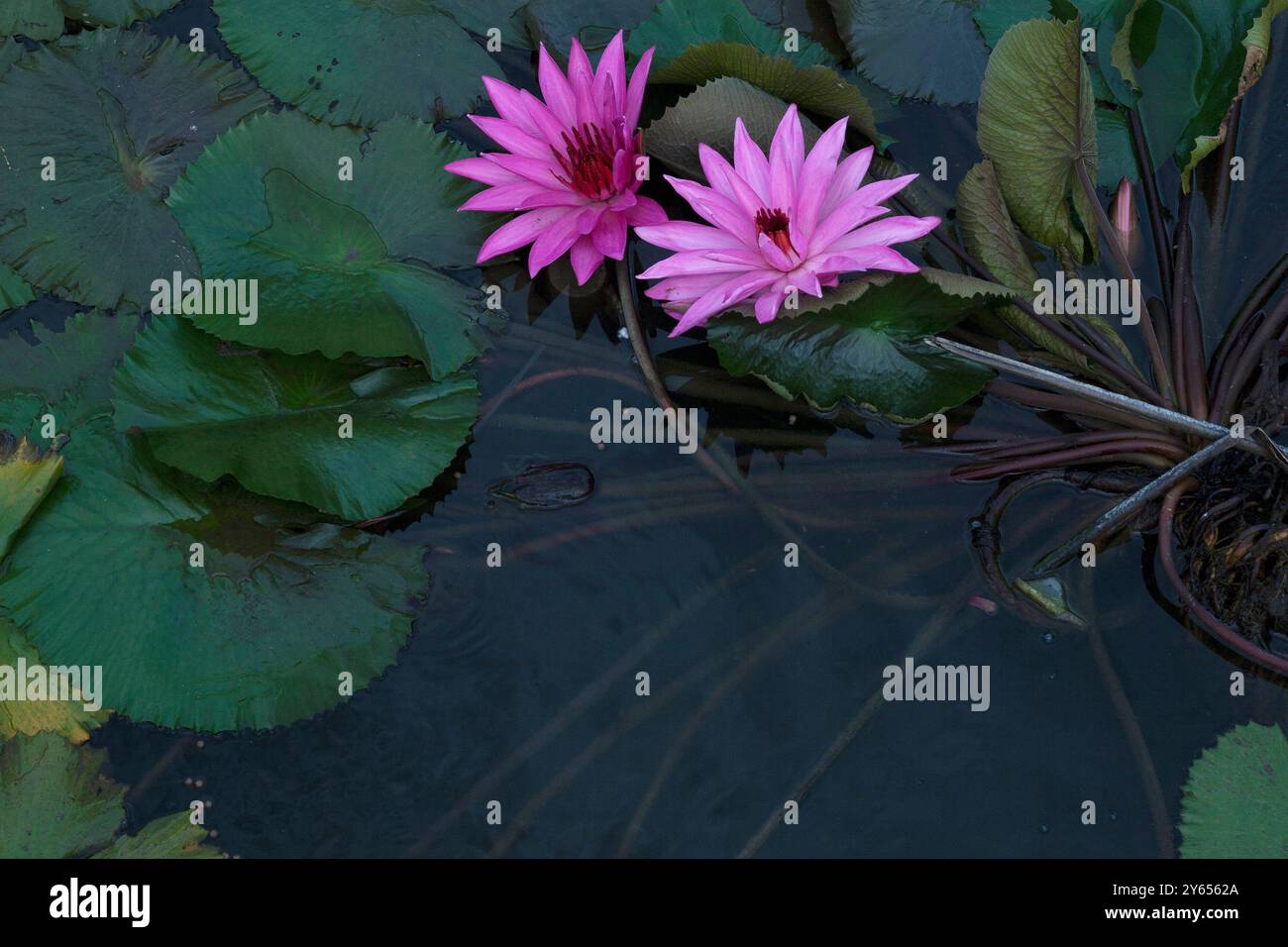 goldfish in the pond lotus flower Stock Photo - Alamy