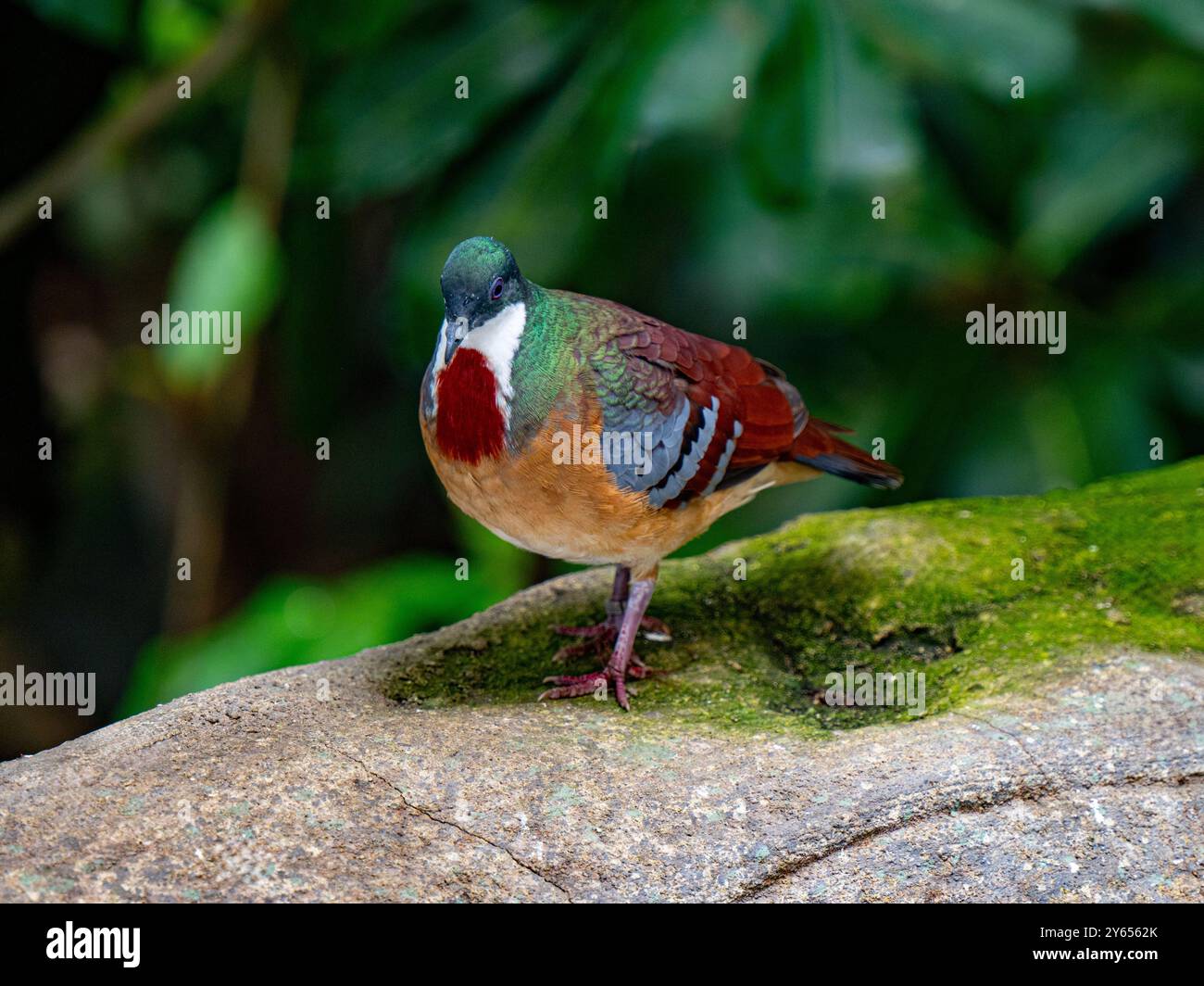 Bleeding stone hi-res stock photography and images - Alamy