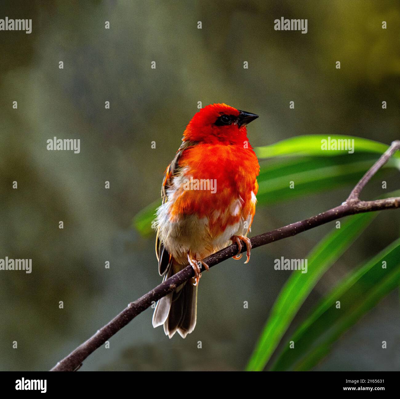 Red fody (Foudia madagascariensis) singing (you can see the little ...