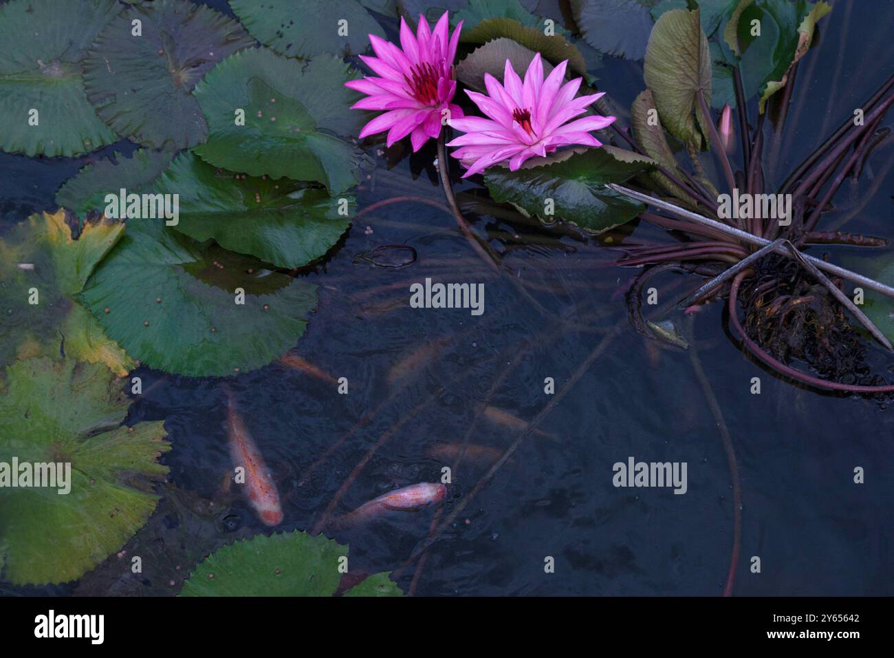 goldfish in the pond lotus flower Stock Photo - Alamy