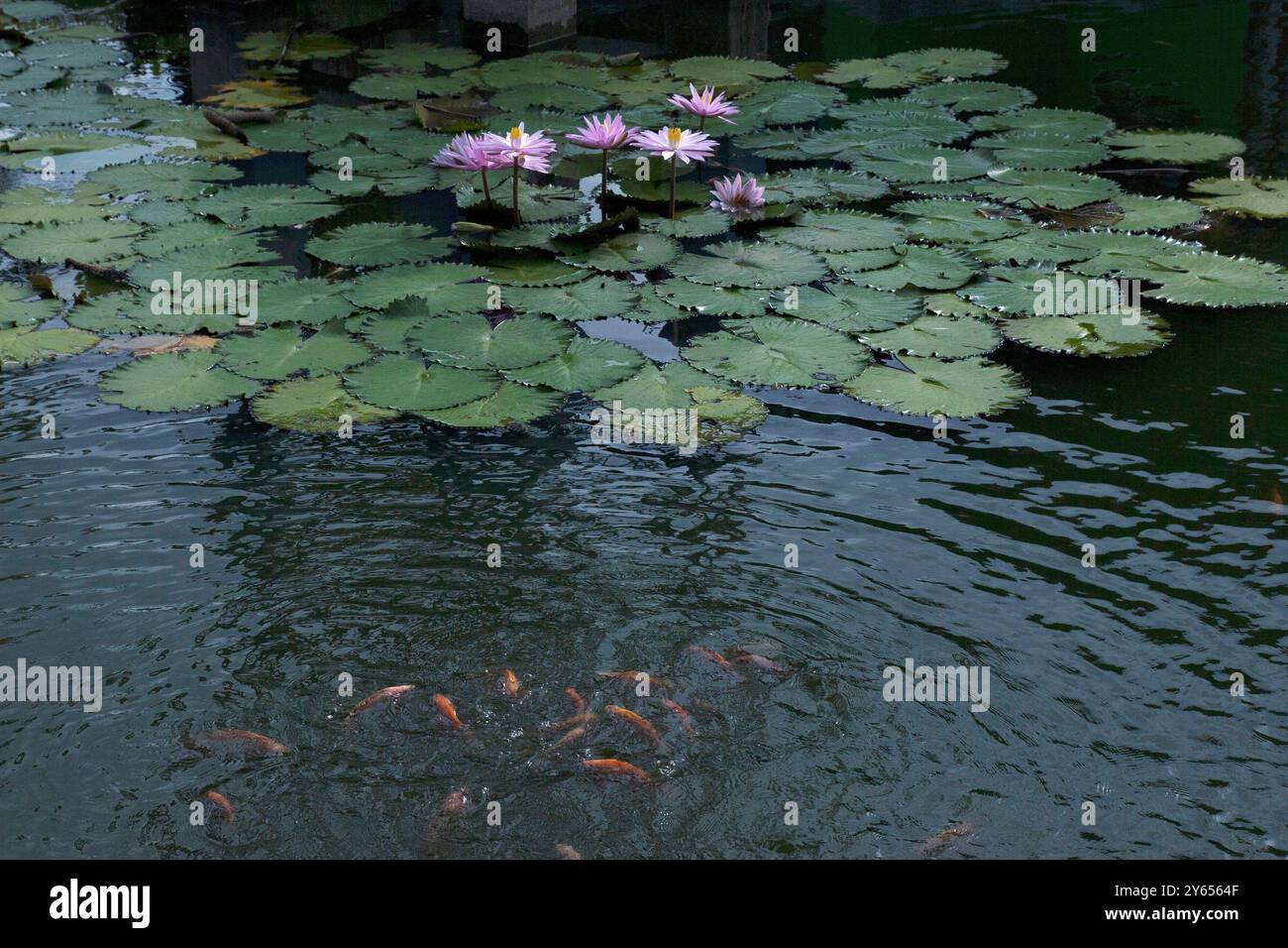 goldfish in the pond lotus flower Stock Photo - Alamy