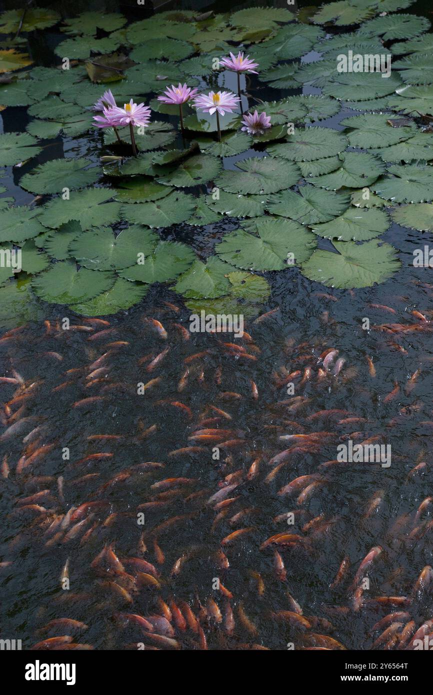 goldfish in the pond lotus flower Stock Photo - Alamy