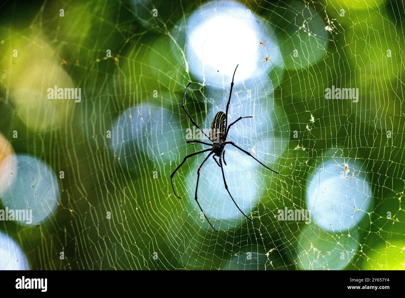 A spider web in Queen Elizabeth National Park Uganda Stock Photo - Alamy