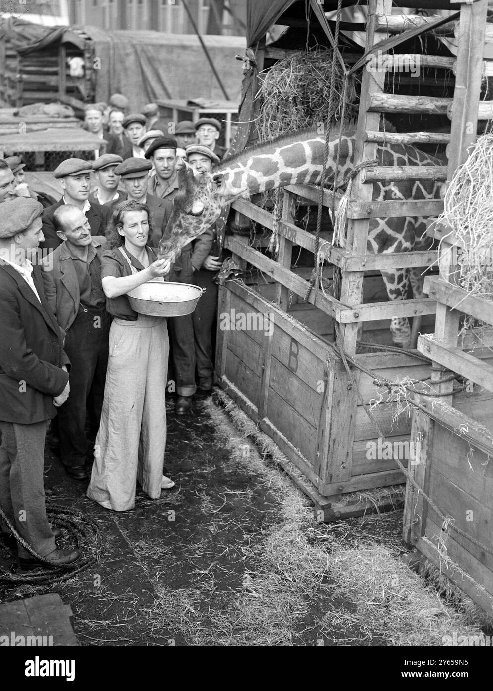 A large consignment of wild animals from Africa , destined for English Zoos , was unloaded from ...