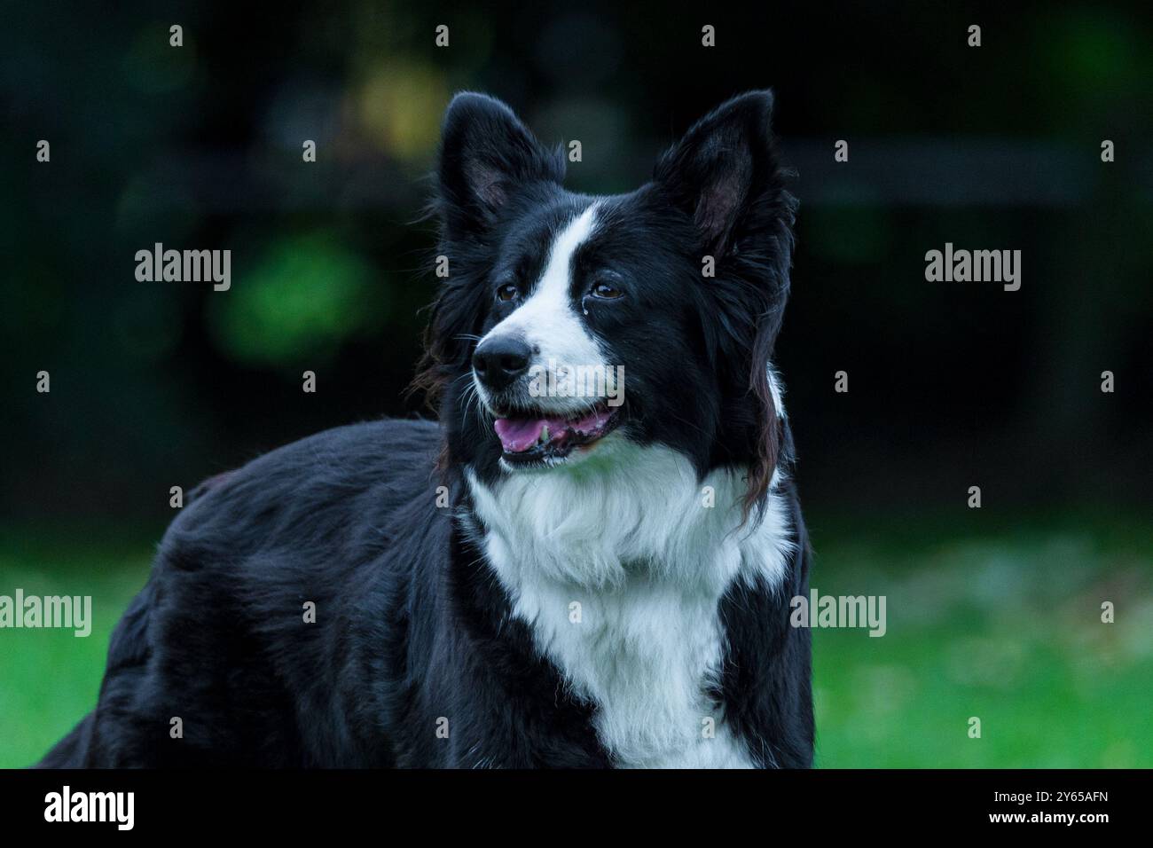 Sheepdog in the park alone Stock Photo - Alamy