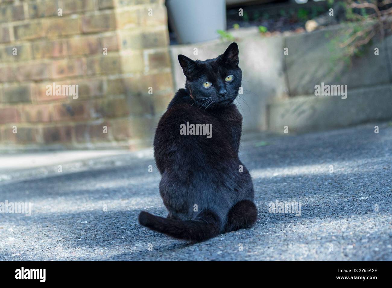 Cat seating by the roadside Stock Photo - Alamy