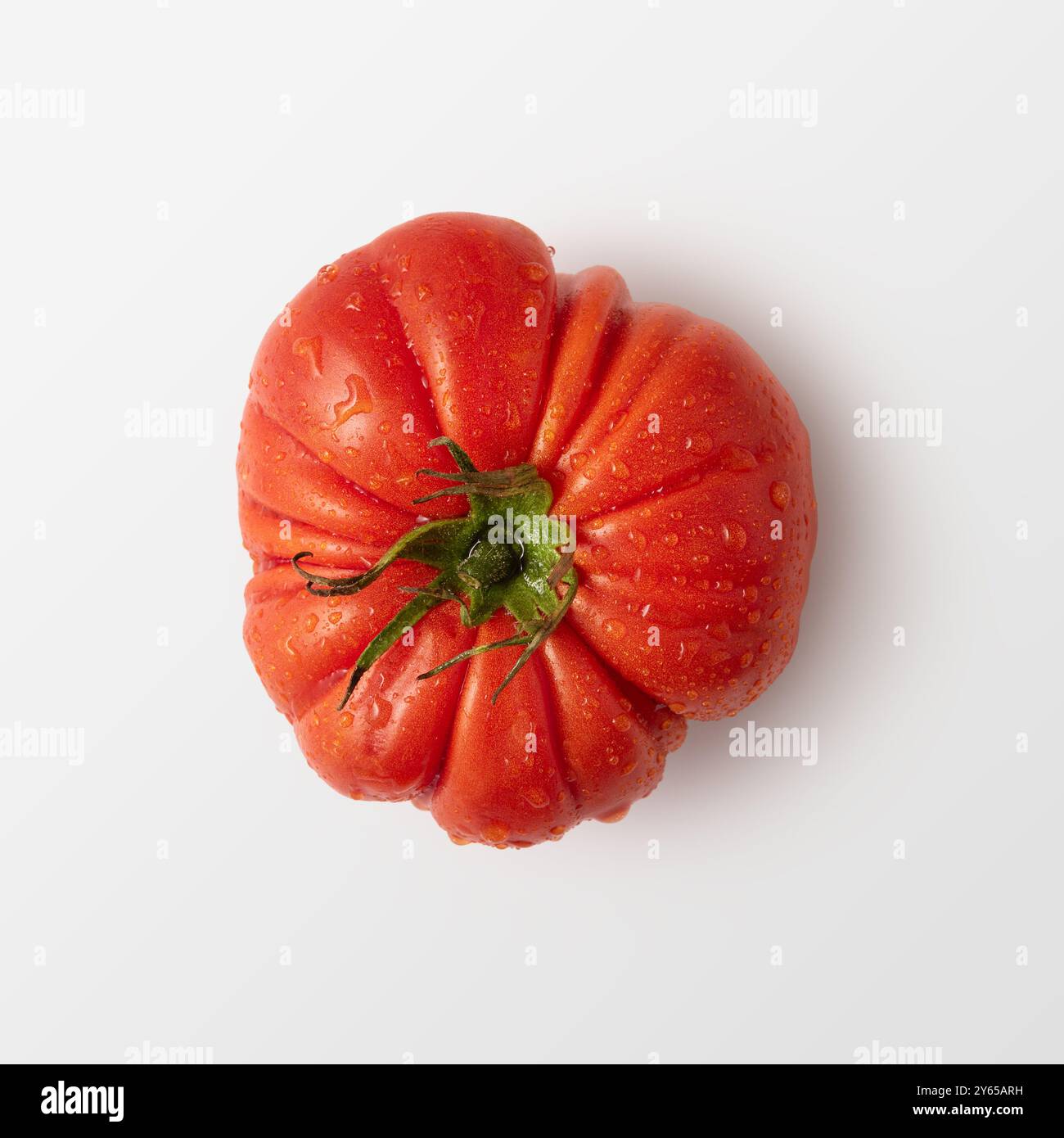 A plump, vibrant red heirloom tomato, glistening with fresh water ...