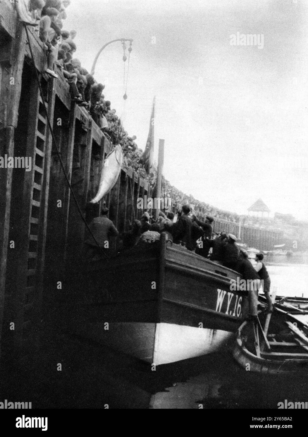 All Whitby throngs to see 700ib , 9 ft long Tunny which was caught with ...