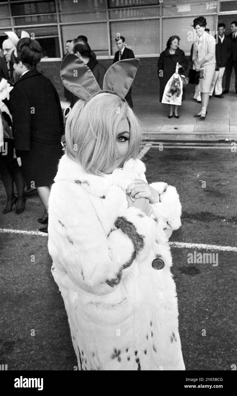 Playboy bunny 1960's hi-res stock photography and images - Alamy