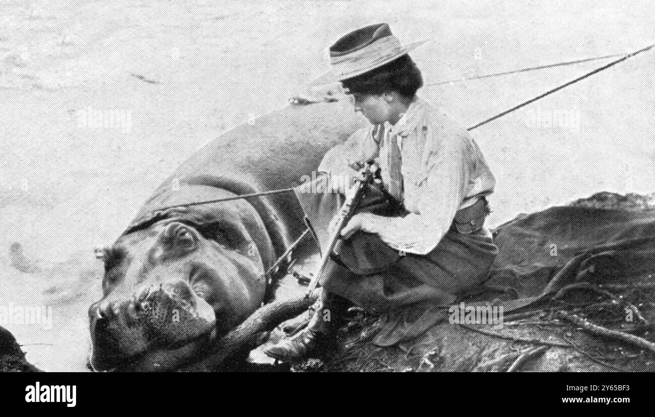 Lady Grizel Hamilton with the hippopotamus she shot in British East ...