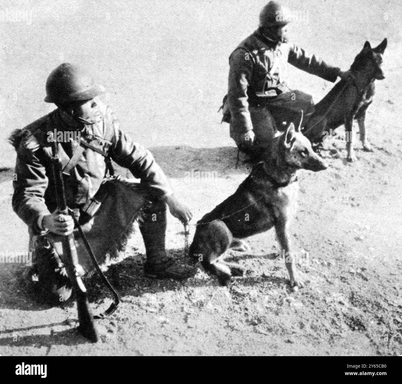 War - dogs on active service in Manchuria under the severe conditions ...