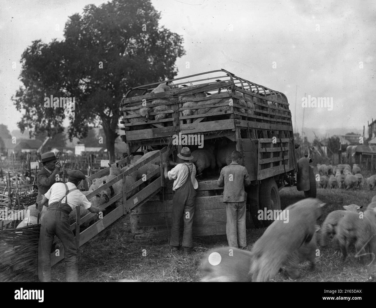 A modern method of transporting sheep by loading them on to a double ... A modern method of transporting sheep by loading them on to a double ...