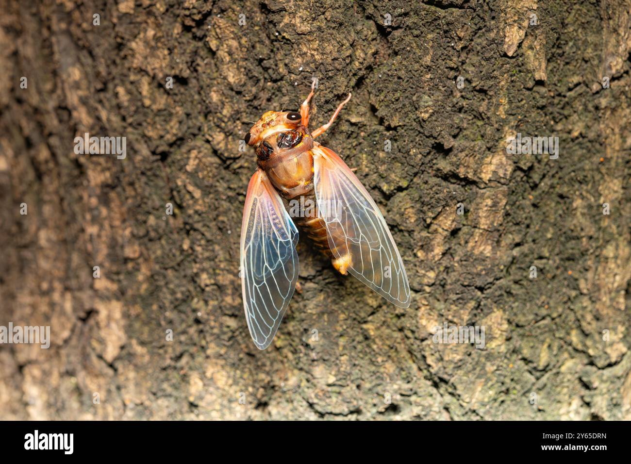 freshly fledged cicadas on a tree at horizontal composition Stock Photo ...