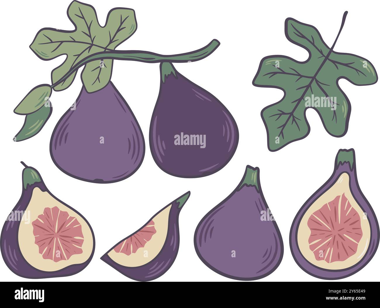 Fig fruits hand drawn color set illustration. Ripe fresh fig whole, on ...