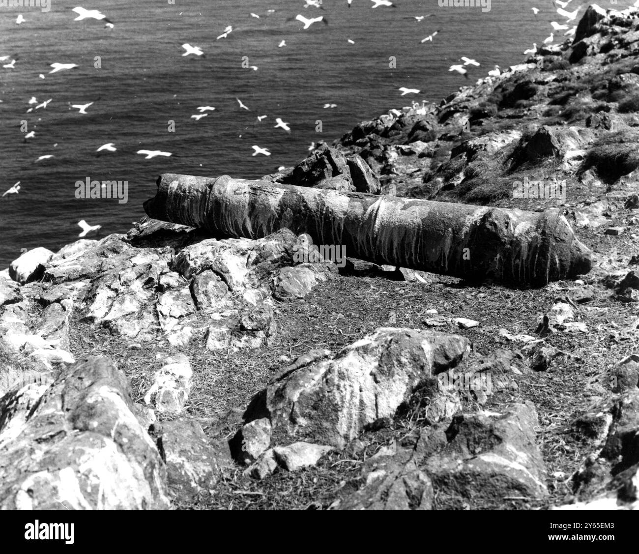 The Bass Rock , Scotland An ancient cannon - relic of long ago Stock ...