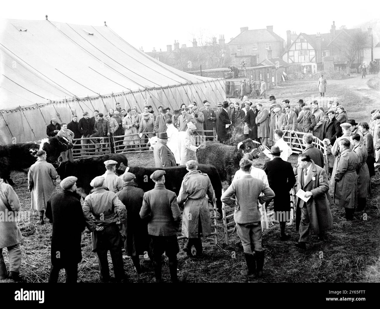 3 December 1952 - - The first Fatstock Show after World War II,behind ...