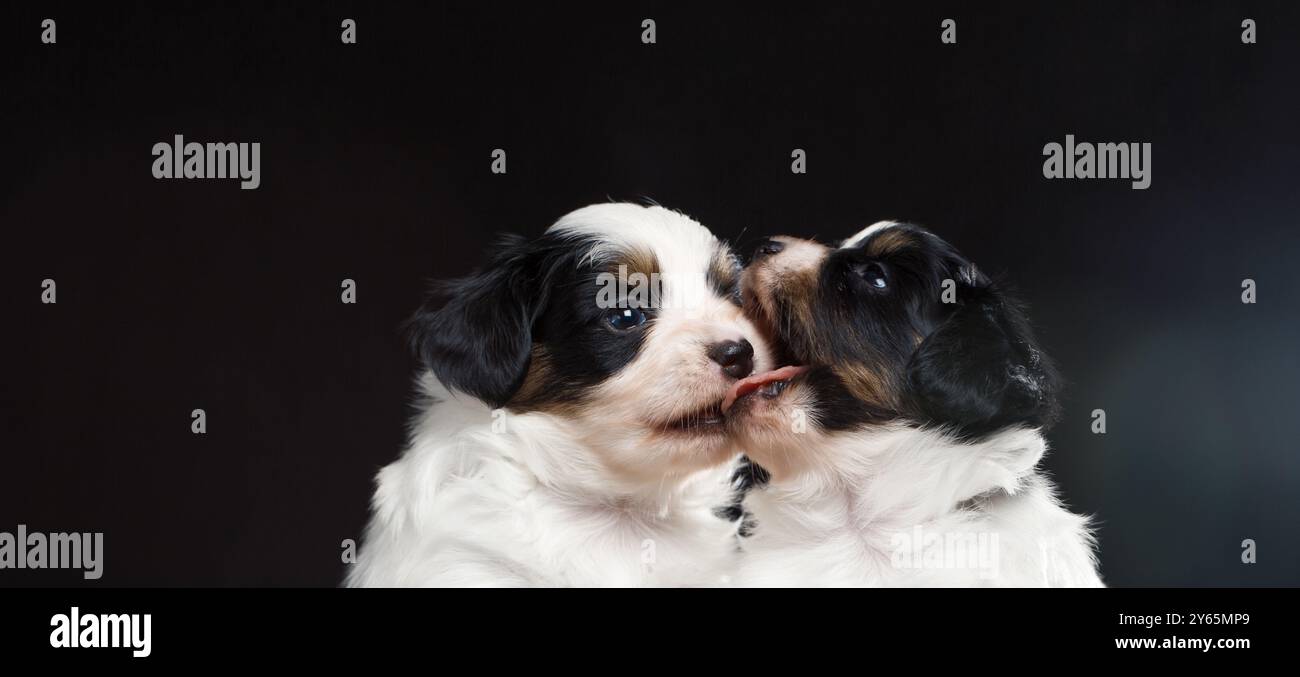 Two puppies are sitting snuggling and biting each other. The scene is ...
