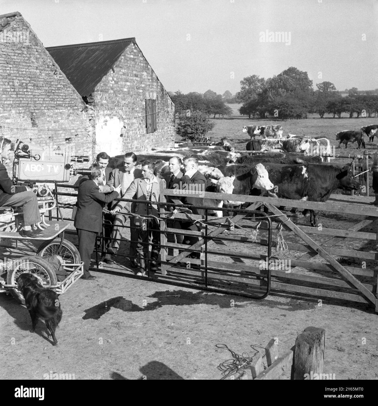 In a cattle pen at Leachfield Grange Farm , Newsham , near Thirsk , the ...