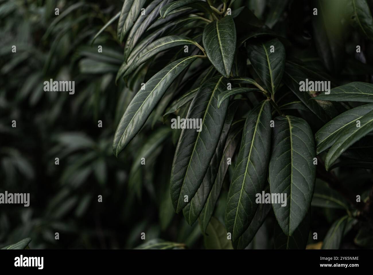 A detailed close-up of the glossy, dark green leaves of the laurel tree ...