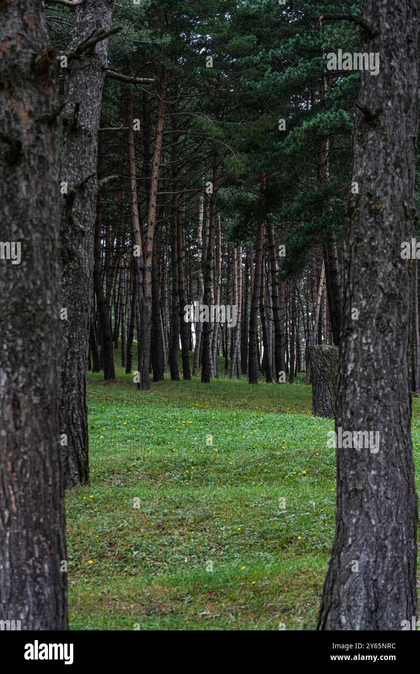This image captures a tranquil Georgian forest, featuring a dense array ...