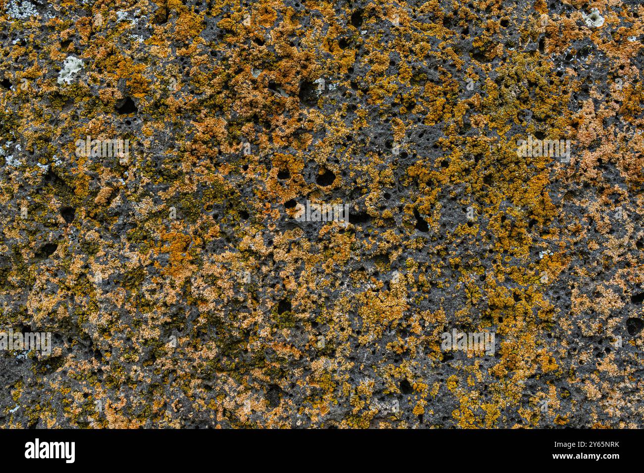 Detailed texture of a stone covered with golden lichen at the Tedjisi ...