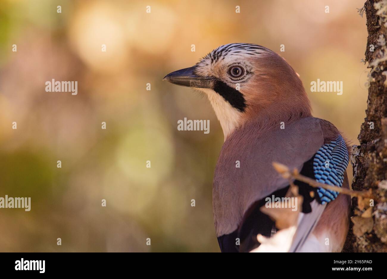 A detailed close-up of a Eurasian jay showcasing its striking facial ...