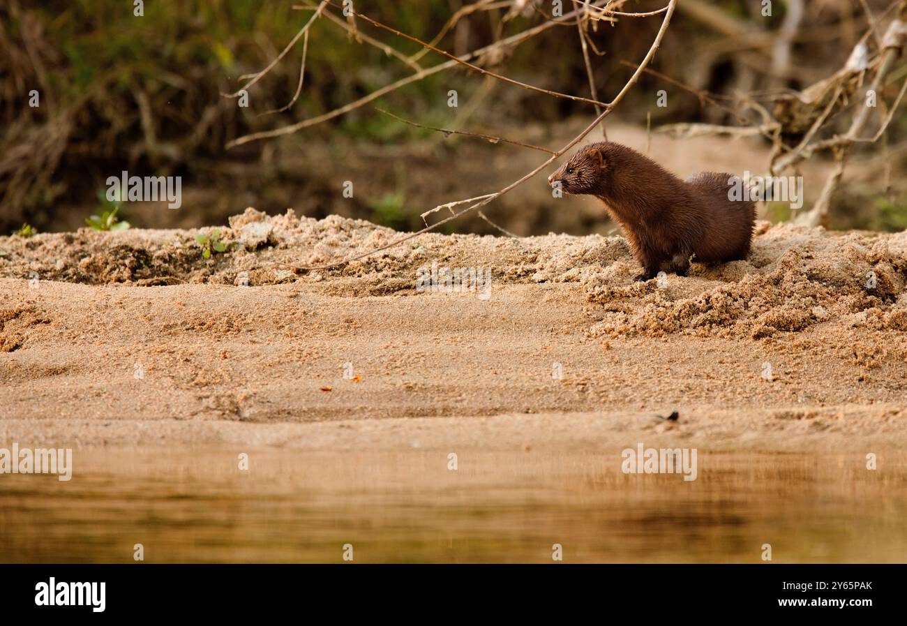 A sleek American mink, neovison vison, with dark brown fur explores a ...