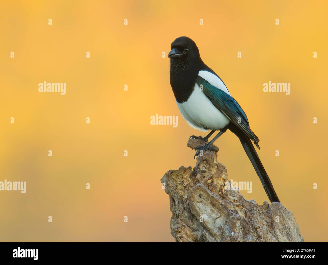 A striking image of a magpie, pica pica, standing on rugged terrain ...