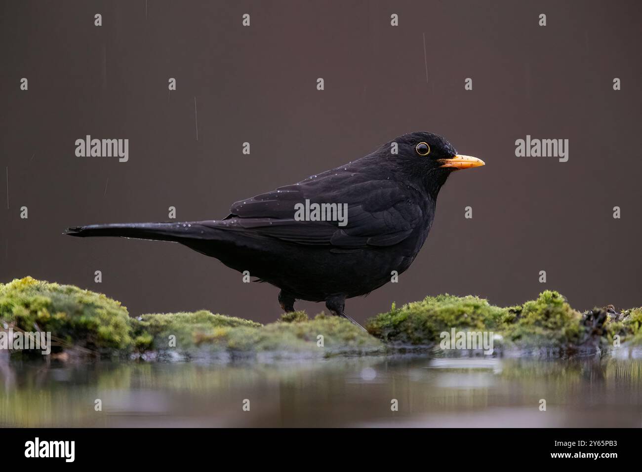 A Common blackbird, Turdus merula, stands alert on a moss-covered ...