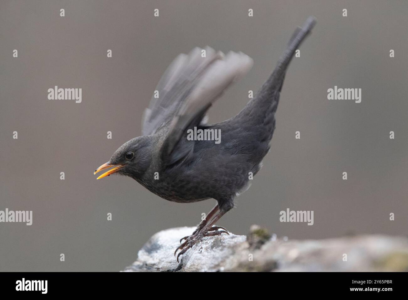 Wings elegantly extended hi-res stock photography and images - Alamy