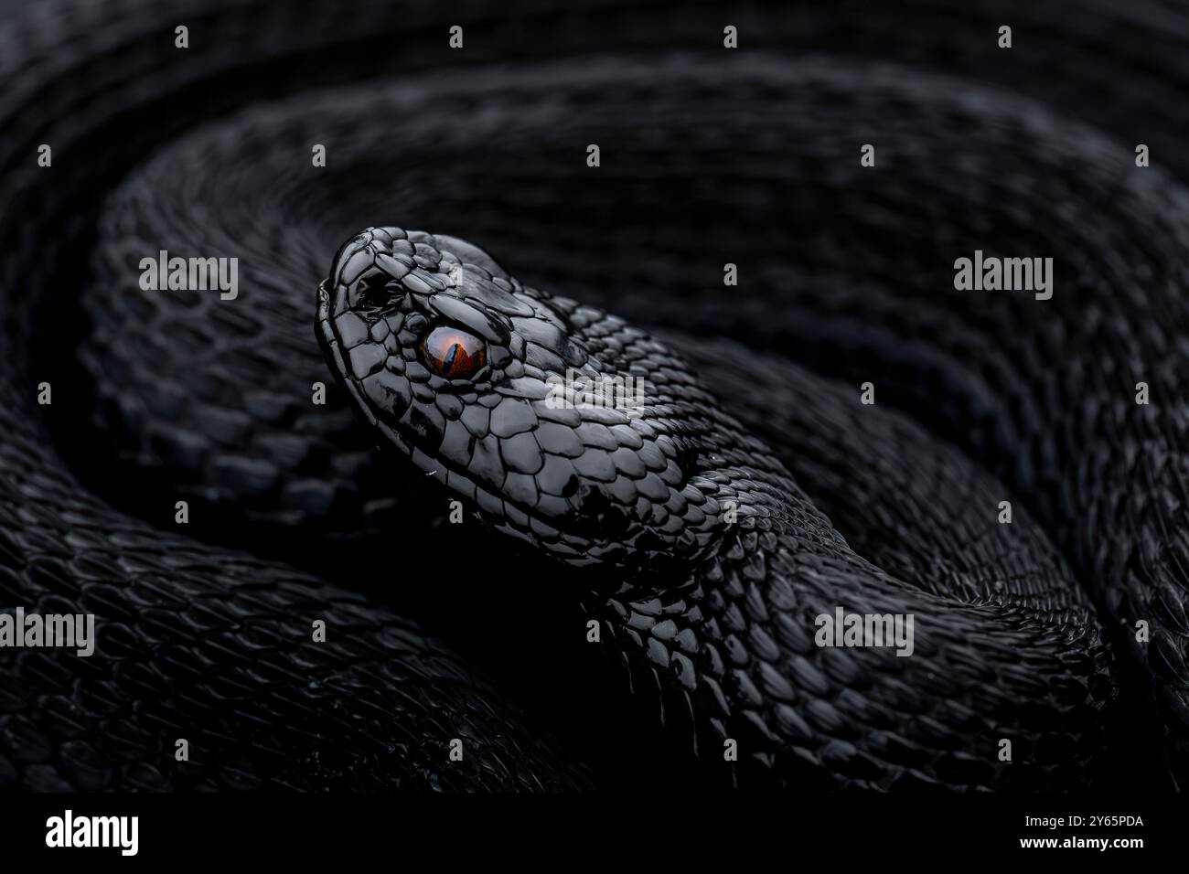 Melanic variant hi-res stock photography and images - Alamy