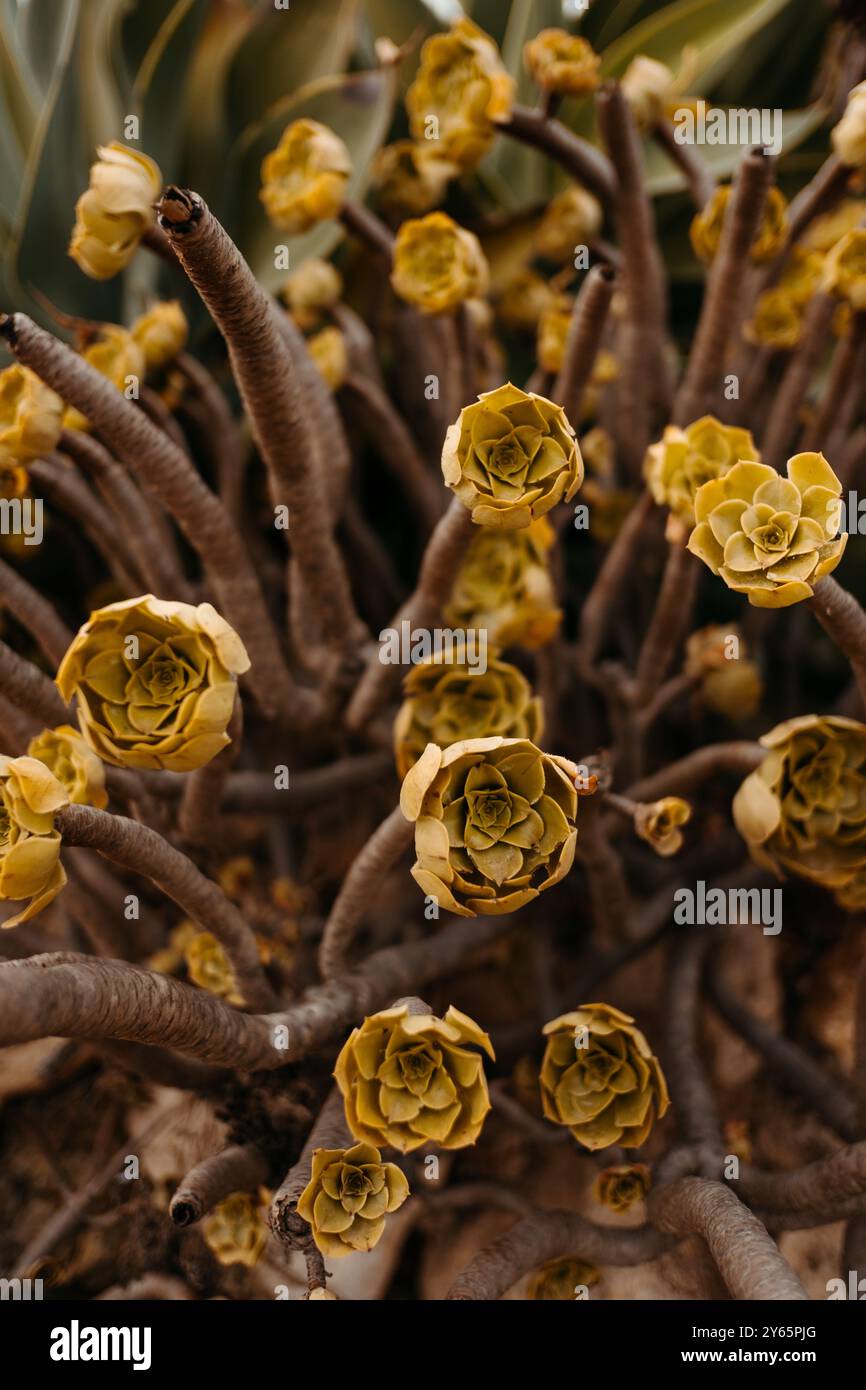 A detailed close-up of blooming yellow desert roses, showcasing their ...