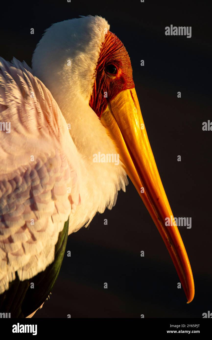 This stunning photograph captures a close-up of a majestic yellow ...