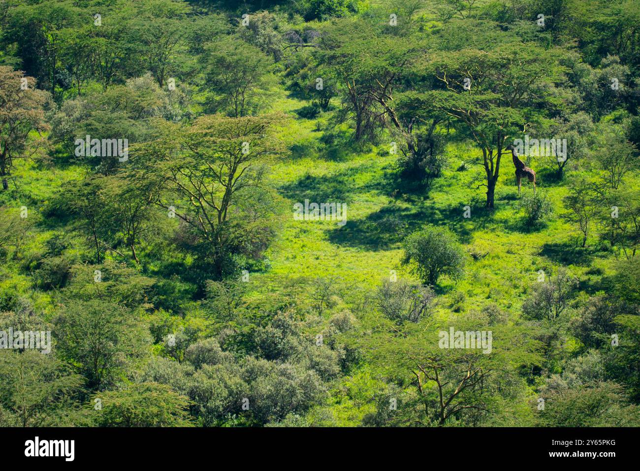 A vibrant image capturing the lush, dense vegetation of Nakuru, Kenya ...