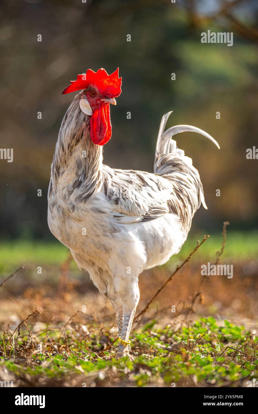 A majestic white rooster with a vibrant red comb stands out as it ...
