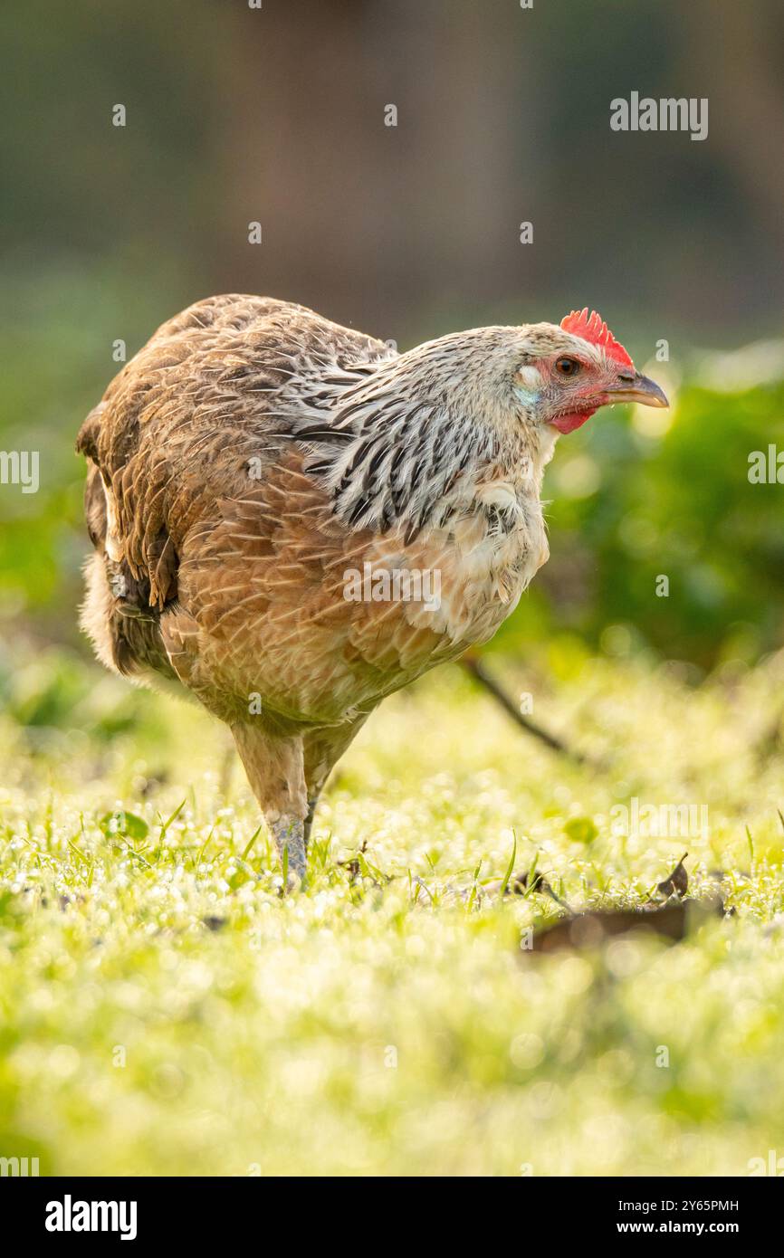Hen sun hi-res stock photography and images - Alamy