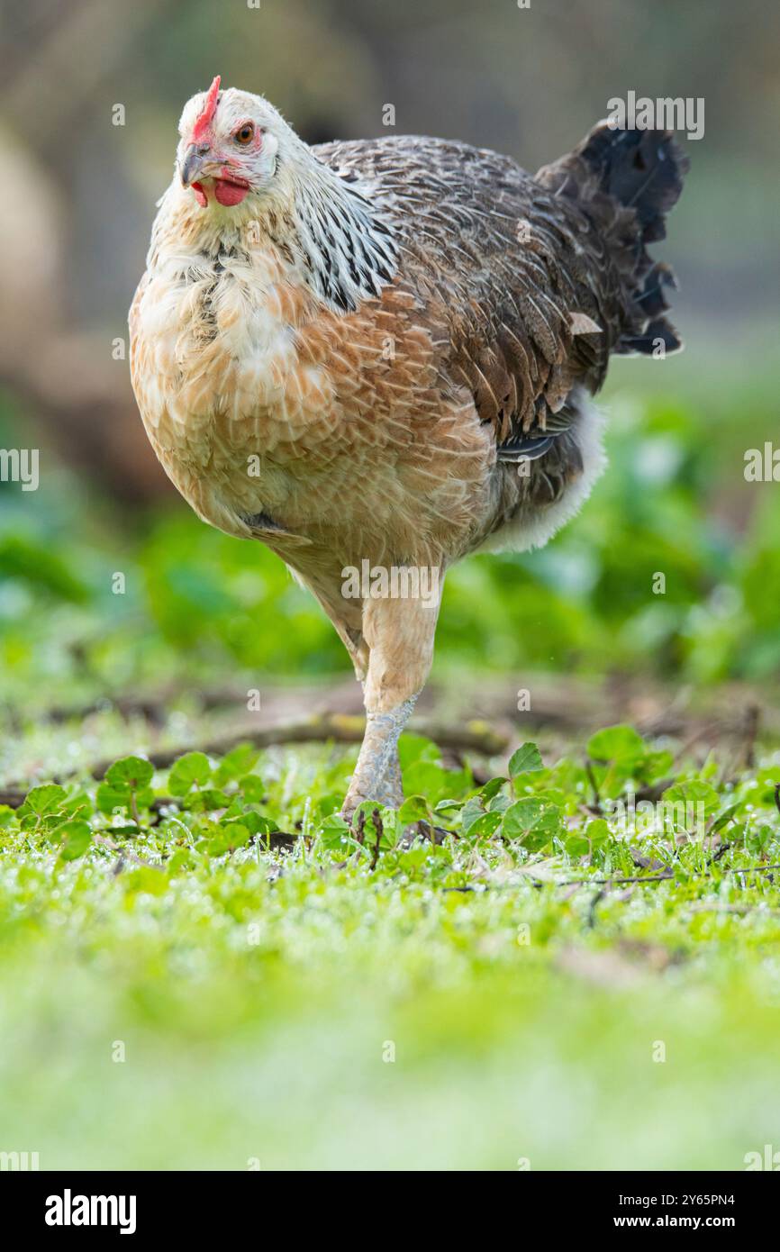 A free range hen explores and forages in a lush field, exemplifying ...