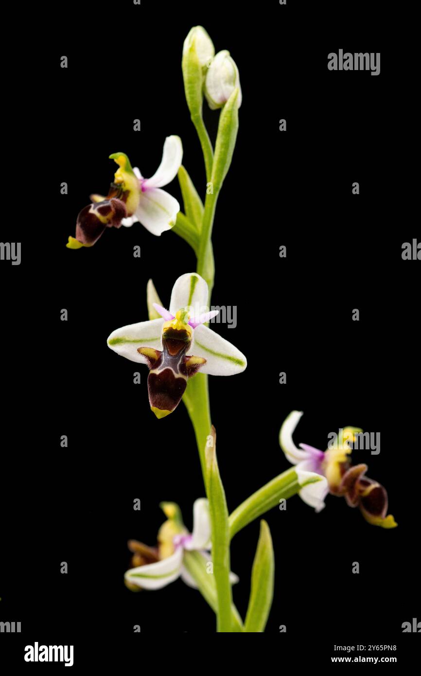 Intricate form showcased hi-res stock photography and images - Alamy