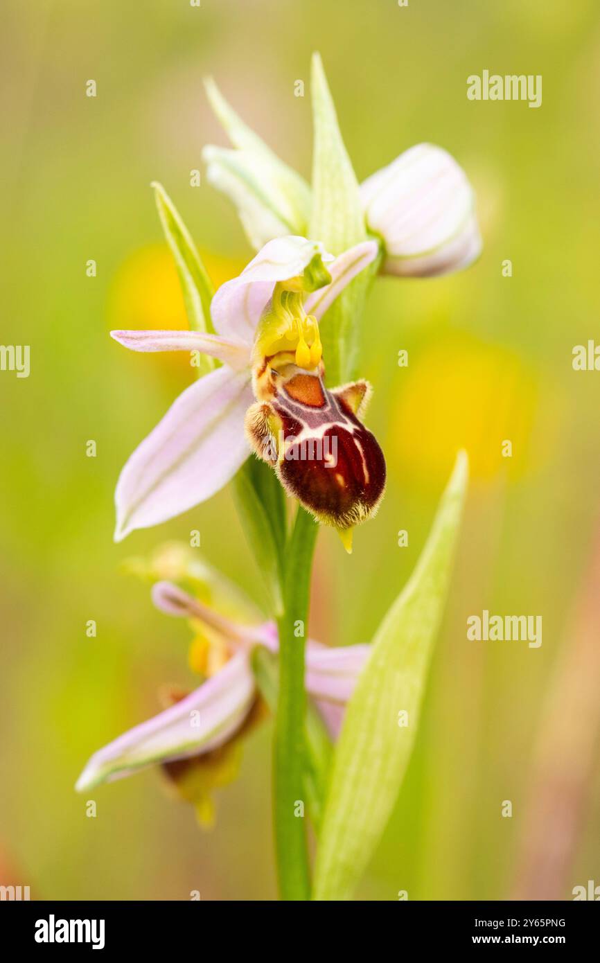 A striking Bee Orchid (Ophrys apifera) stands out with its detailed ...