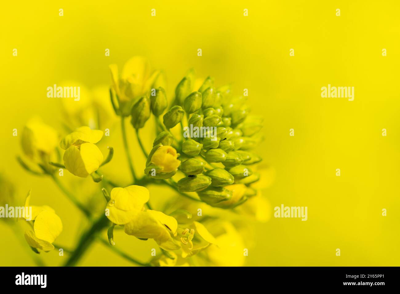 A close-up image capturing the vibrant color and delicate details of ...