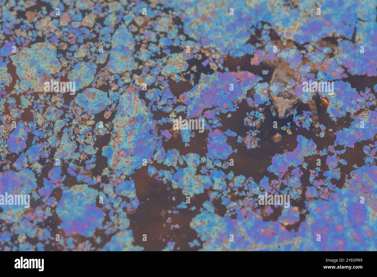 Exhibiting delicate colors hi-res stock photography and images - Alamy