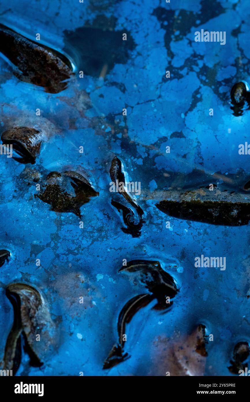 This image portrays a vibrant exploration of colors and textures within ...