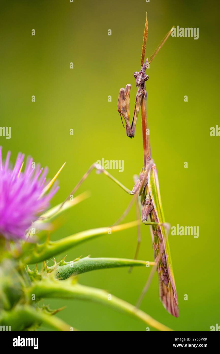 Unique biological traits hi-res stock photography and images - Alamy