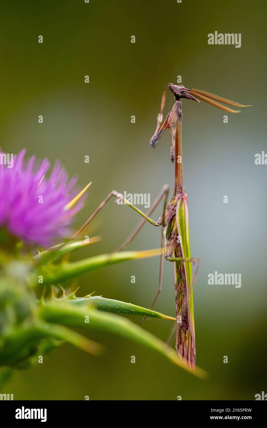A close-up photograph capturing an Empusa Pennata, also known as the ...