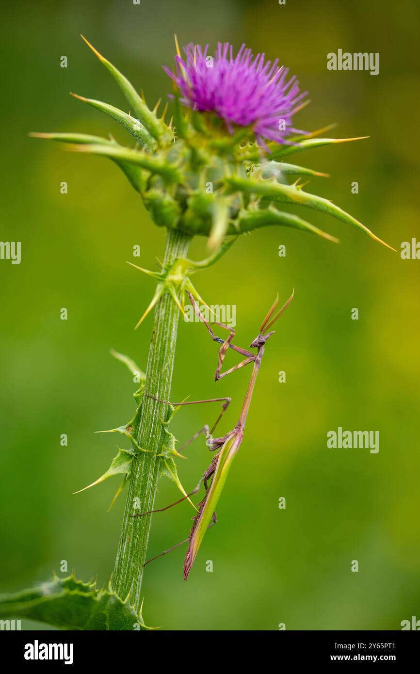 Interplay of sharp thorns hi-res stock photography and images - Alamy