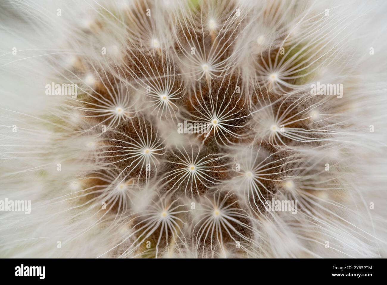 Close-up photo showcasing the intricate patterns and soft texture of a dandelion's seed head ...