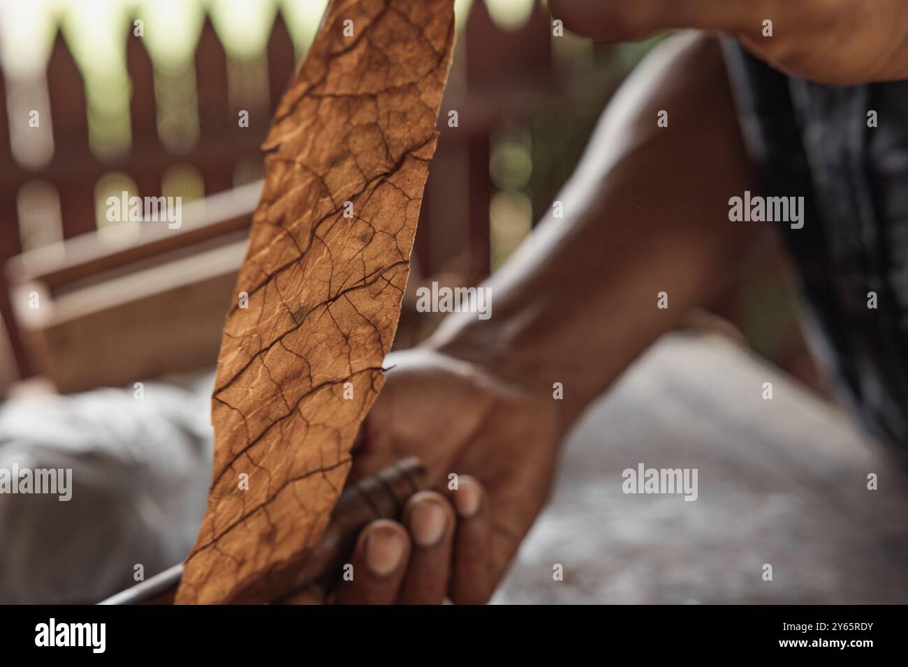 A craftsman carefully rolls a traditional Cuban cigar in Vinales ...